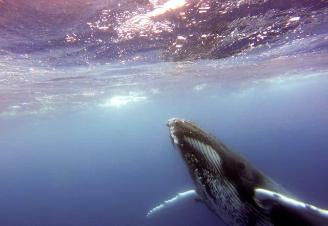 The Best Things to do in Tonga: A Tongatapu Island Guide - Eat Sleep ...