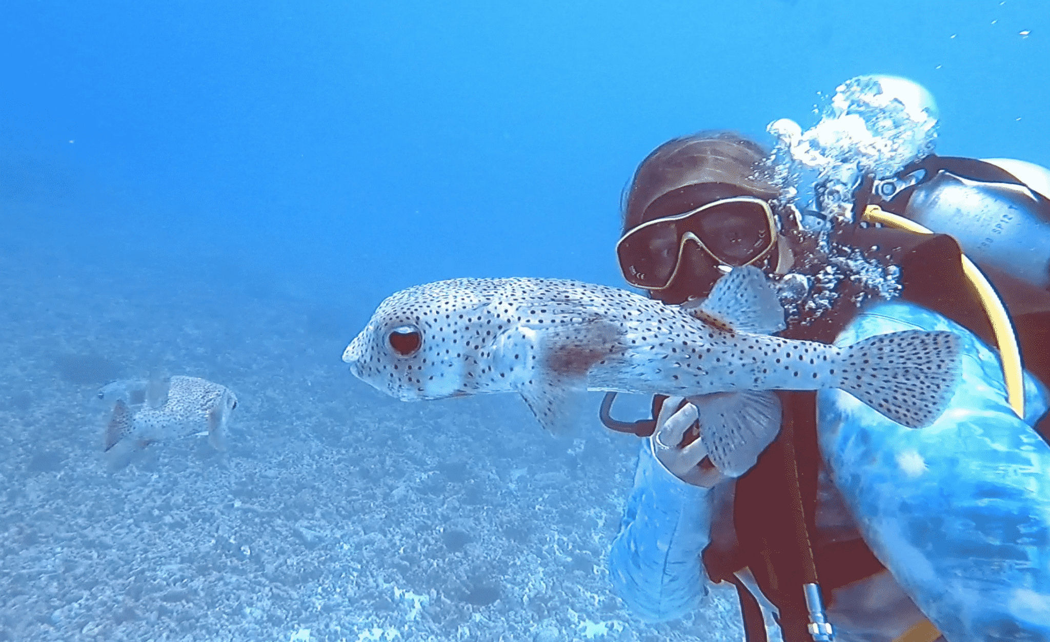 Where to Scuba Dive in French Polynesia: The Tuamotu Islands - Eat ...